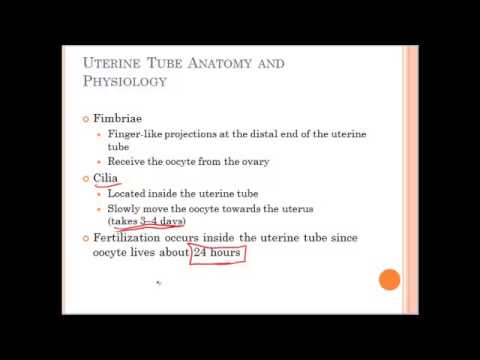 16b female anatomy