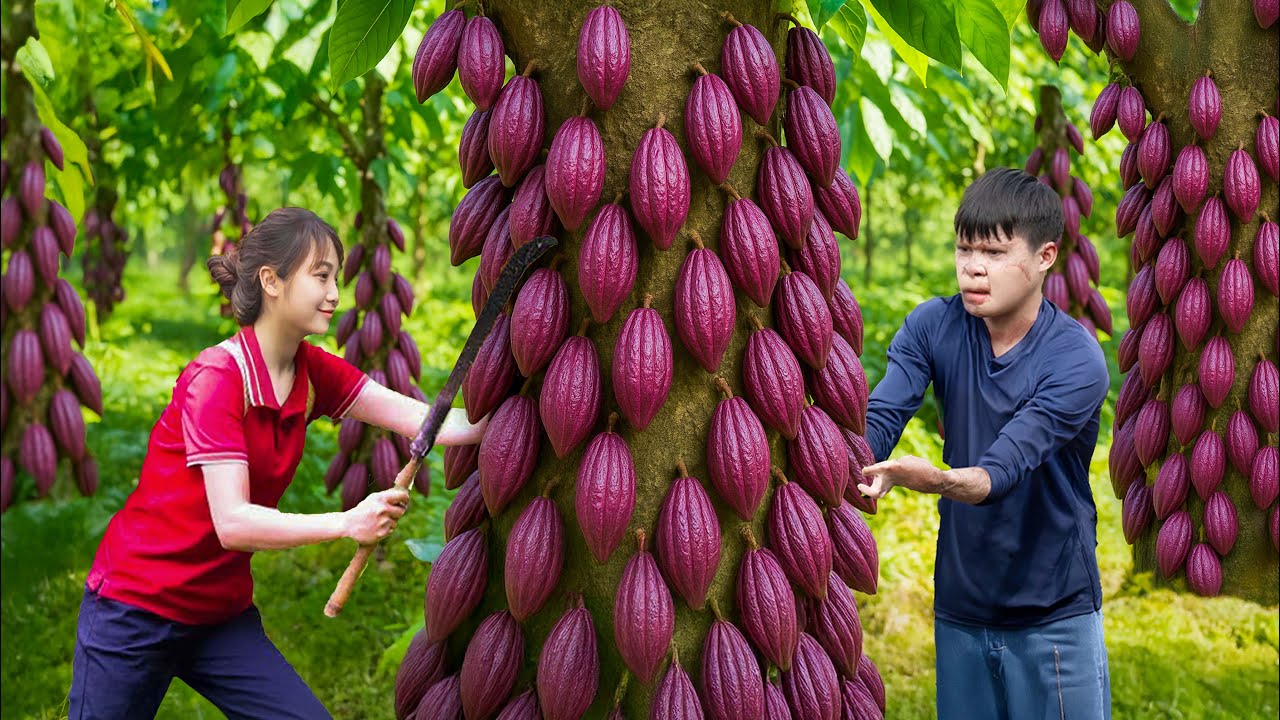 Harvesting Tropical Purple Cocoa to sell | The simplest tips for making ...
