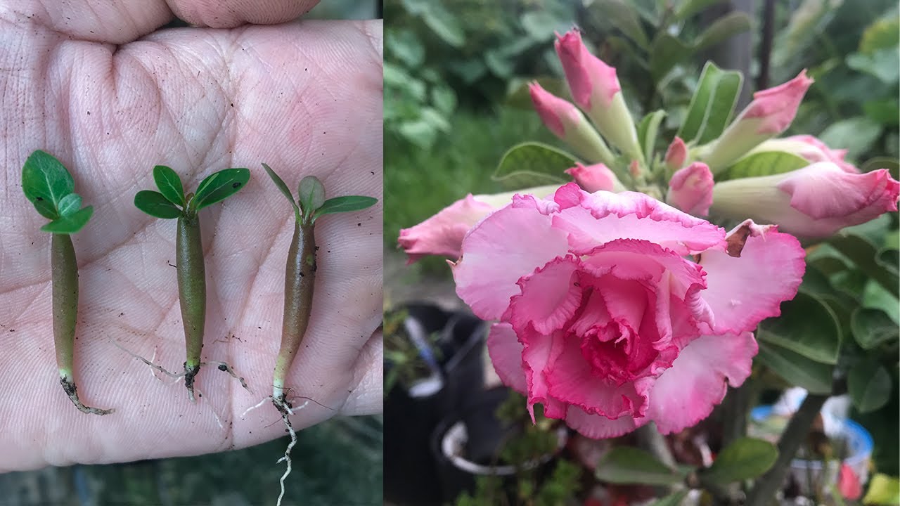 My first attempt at propagating desert roses from seeds was successful ...