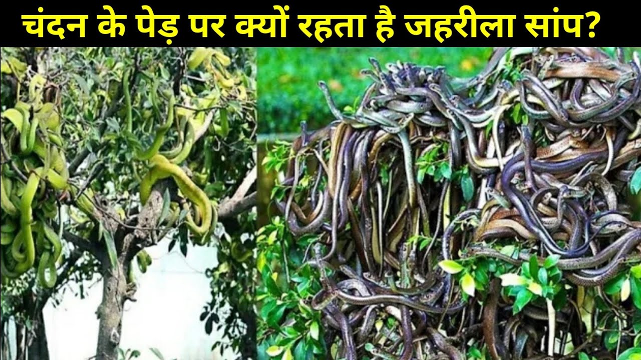 Chandan ke Ped mein Jahareela Saamp kyon Rahata hain | Why does a snake ...