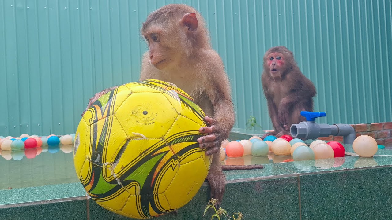 Monkey Sam has a lovely yellow ball - YouTube
