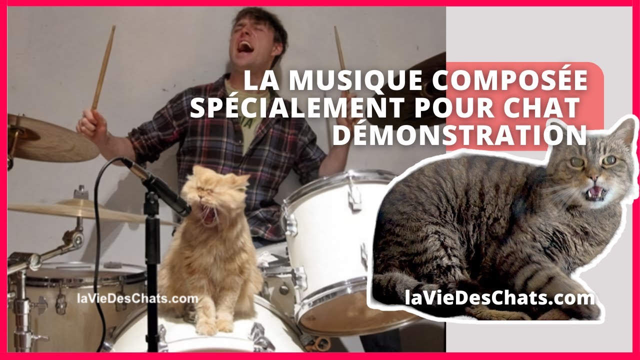 LA MUSIQUE COMPOSÉE SPÉCIALEMENT POUR CHAT - DÉMONSTRATION - YouTube