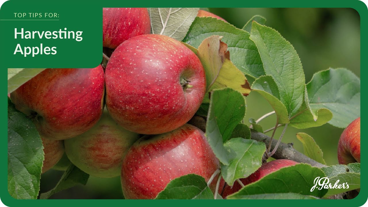 When & How to Harvest Apples | Gardening Tips with J. Parker's - YouTube