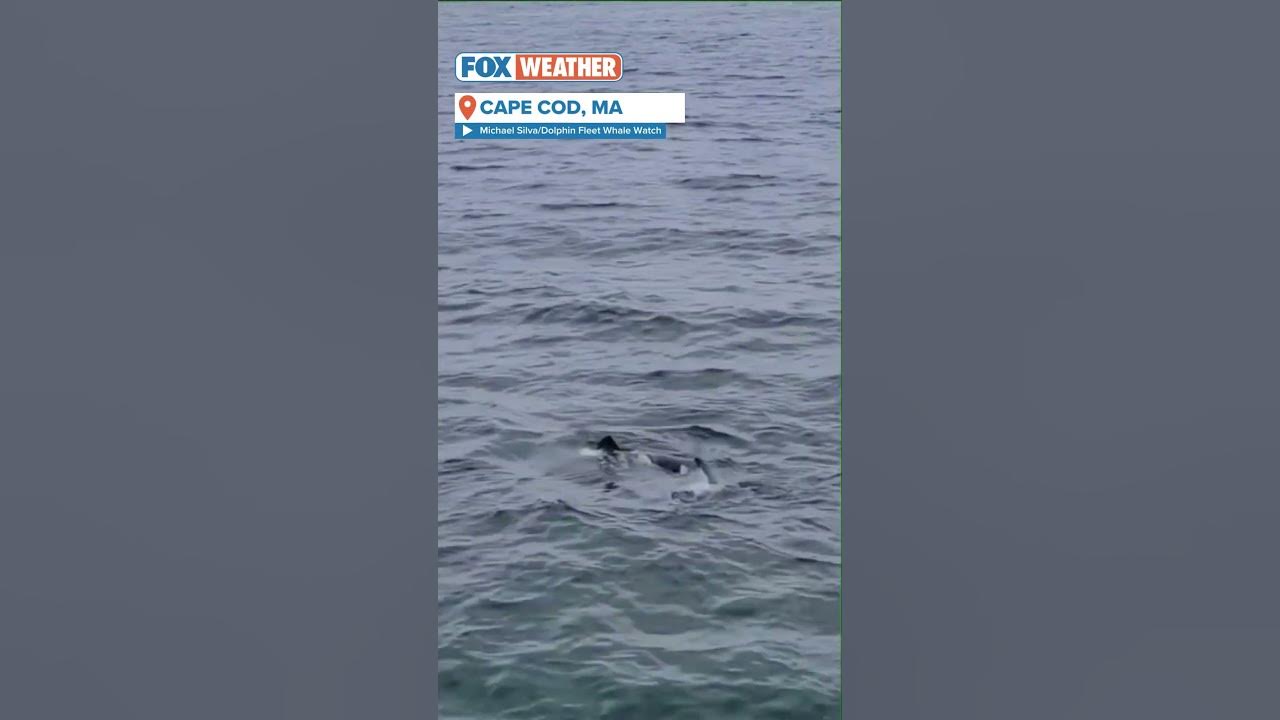 Large Great White Shark Spotted Off Cape Cod In Season's First Reported Sighting - YouTube