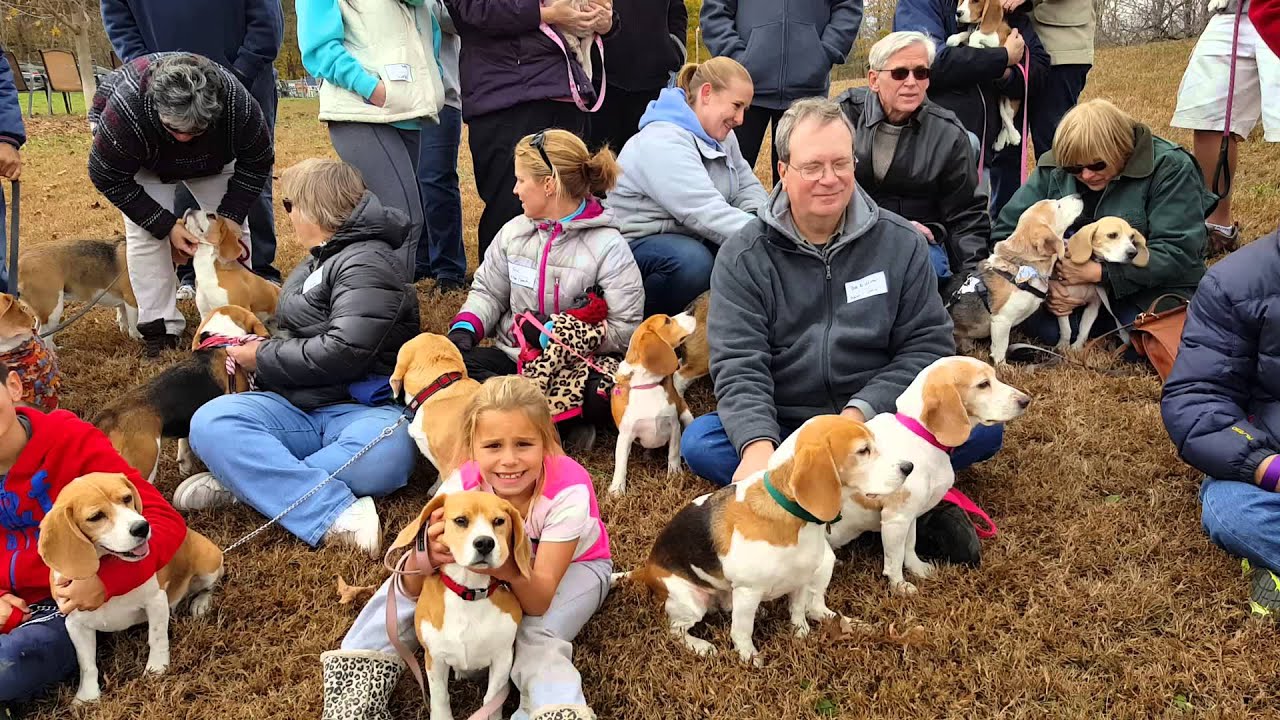 Fall Beagle Meet Wantage, NJ 10/18/15 - YouTube