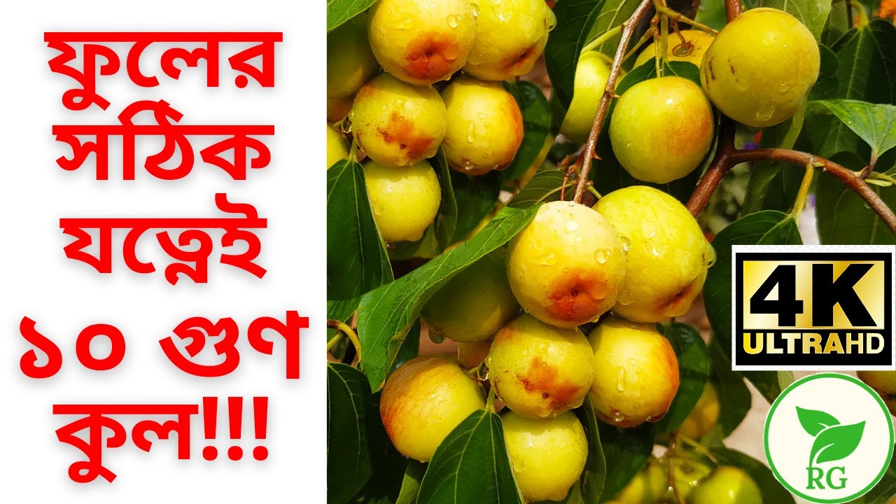 কীভাবে ফুলের যত্ন করলে কুল ফলবে ১০ গুণ | STOP Apple Ber Flower & Fruit ...