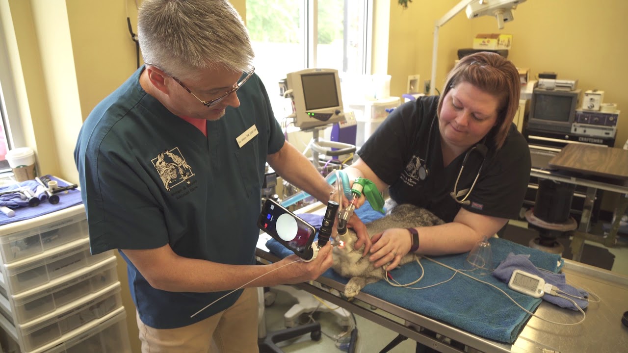 Rabbit Intubation Techniques with VetOvation's Video Otoscope App - YouTube
