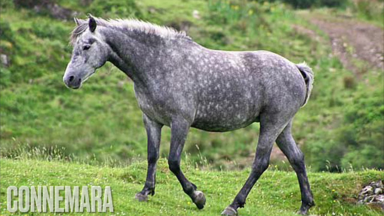 What are the United Kingdom's Native breeds? Learn about 7 breeds with ...
