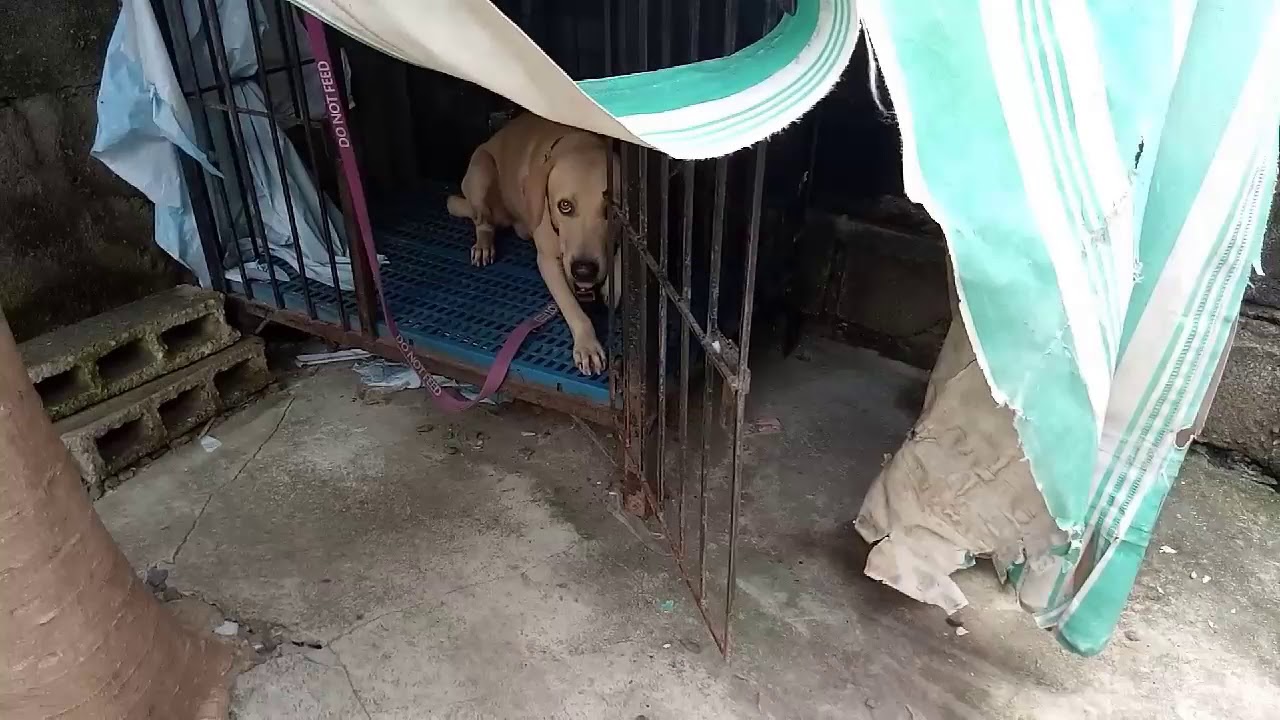 Dogs Pray Before They Eat Their Meals, "SUBSCRIBE LIKE & SHARE" - YouTube