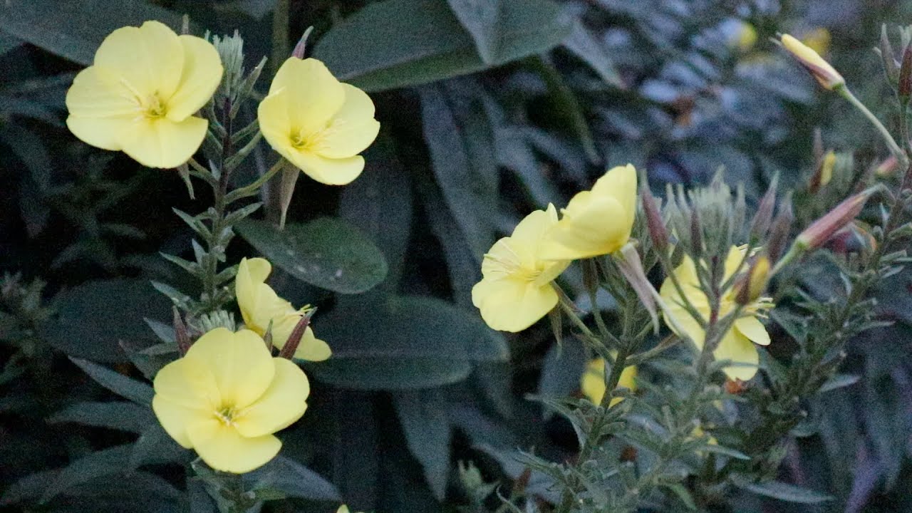Evening Primrose Flowers Opening - Real-Time - YouTube
