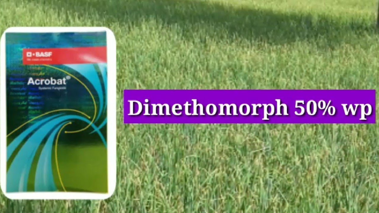 BASF Acrobat Fungicide Dimethomorph 50 Wp YouTube basf-acrobat-fungicide-dimethomorph-50-wp-youtube