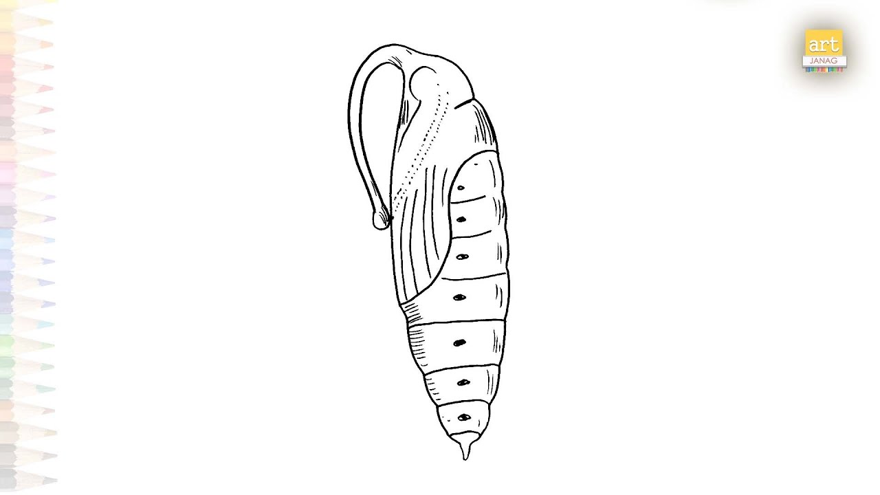 Pupae of Sphinx Moth butterfly drawing easy | Art tutorial | How to ...