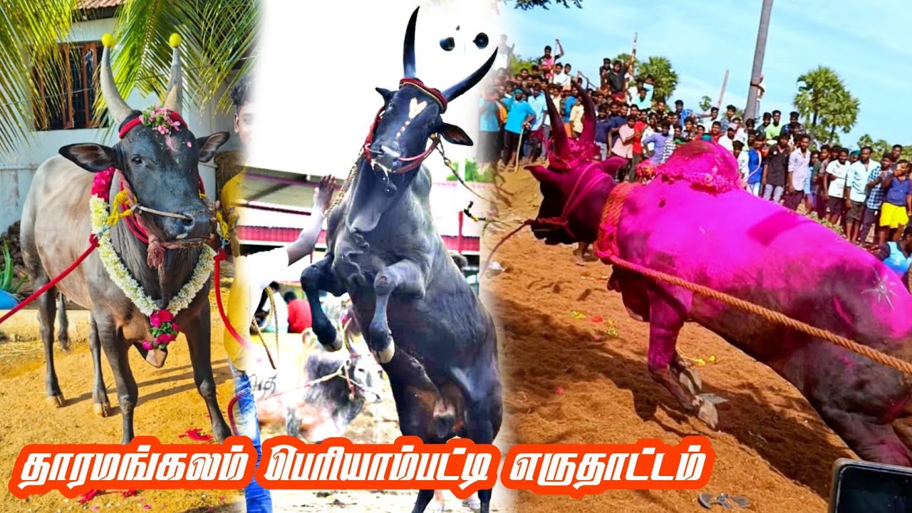 🌋🎉தாரமங்கலம் பெரியாம்பட்டி எருதாட்டம் |♨️Tharamangalam Periyampatti ...