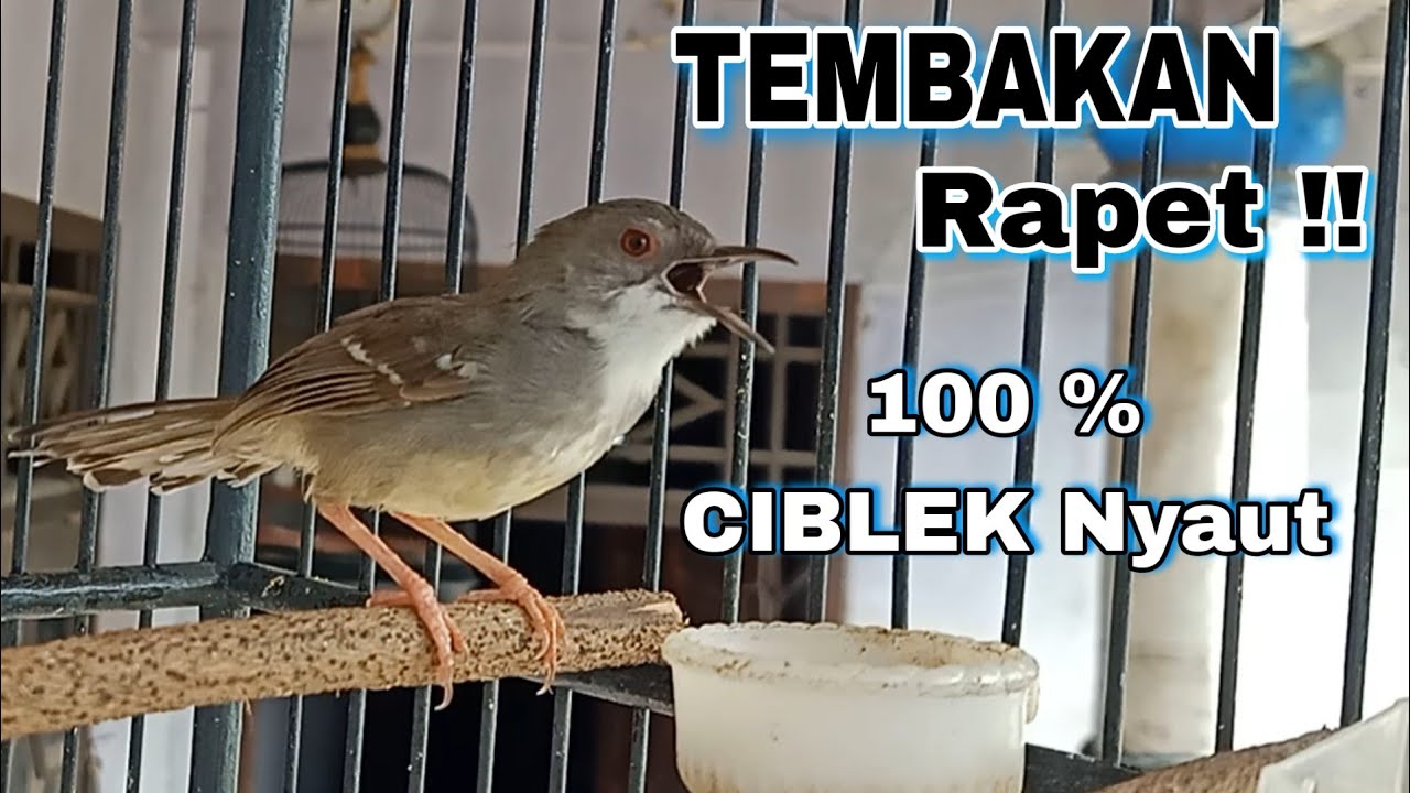 ciblek semi gacor, terbukti ciblek IKUT nyaut dengan pancingan ciblek ...