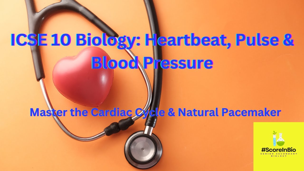Mastering The Rhythm ICSE 10 Biology Heartbeat Pulse And Blood Mastering The Rhythm ICSE 10 Biology Heartbeat Pulse And Blood