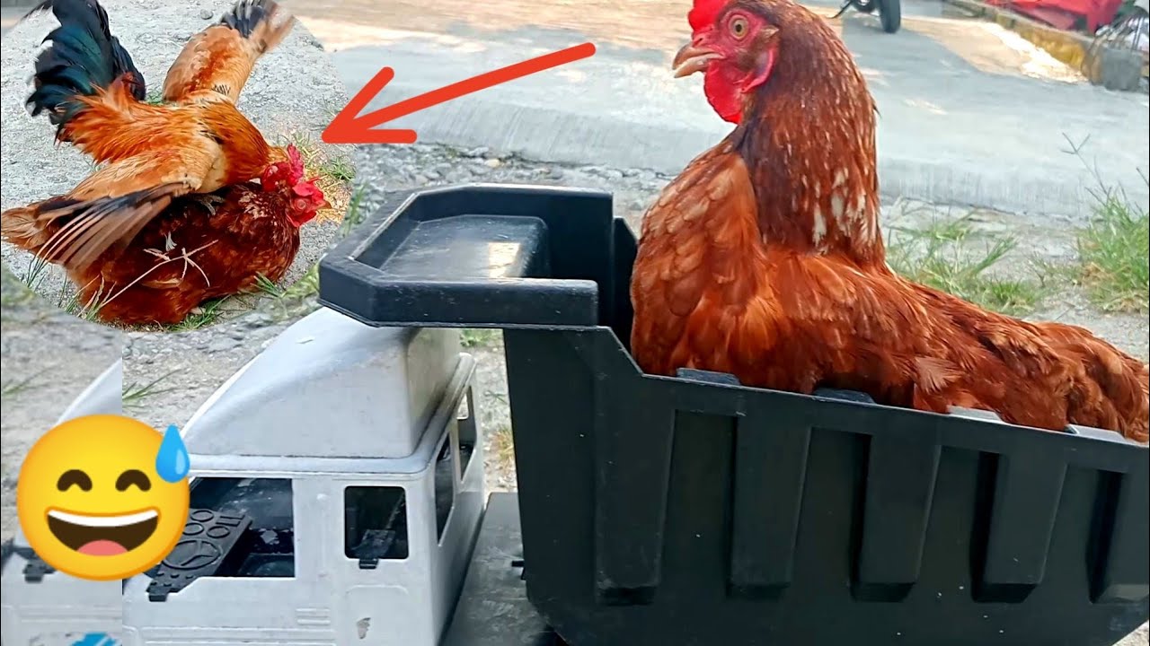 cute moments of love little rooster & hen in truck car 🐓🚛🐣 - YouTube