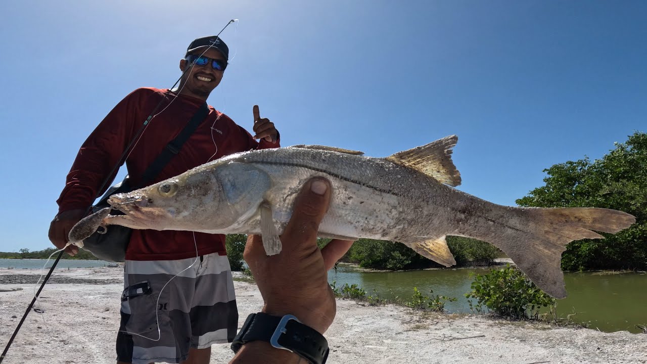BITE WAS ON! Land based LIGHT TACKLE fishing for WHATEVER bites! Snook ...