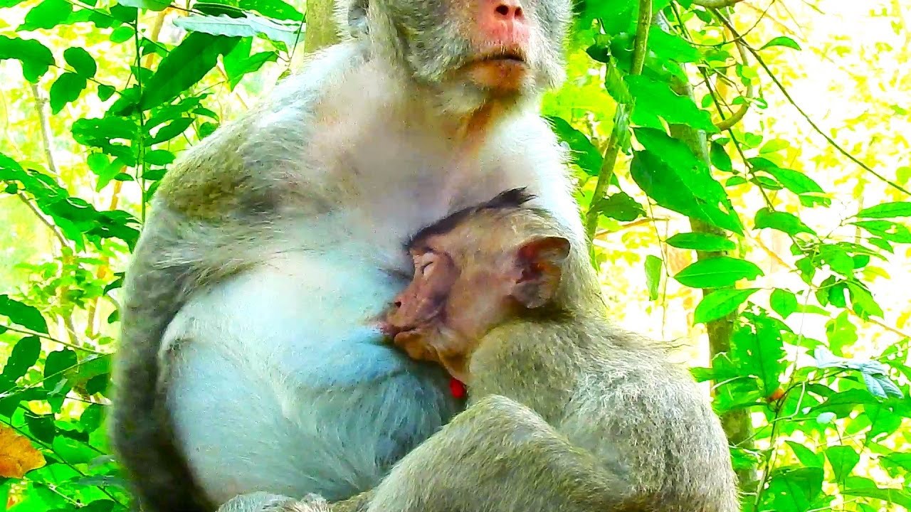 Super Sleepy! Jonna baby sleeps well while Jane shakes body with ...