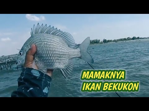 MASIH BANYAK IKAN BEKUKON BESAR DISINI. - YouTube
