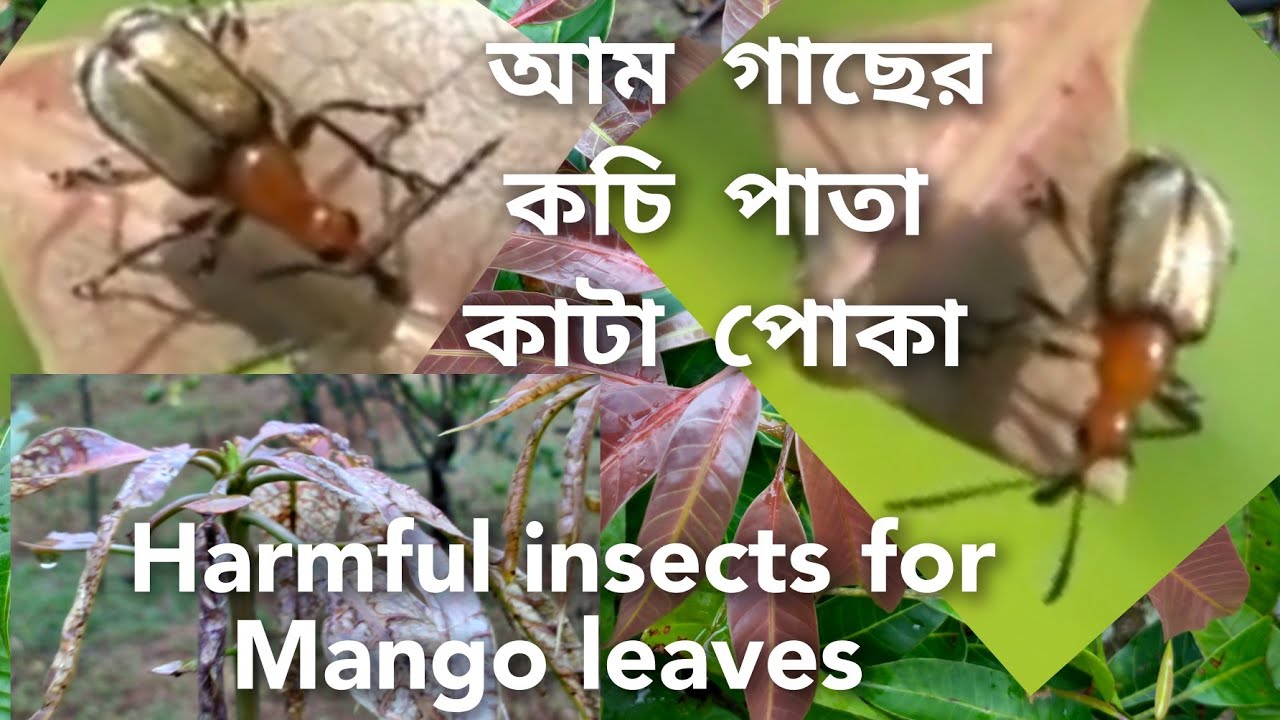 Mango leaf cutting weevil || আম গাছের কচি পাতা কাটা পোকা । - YouTube