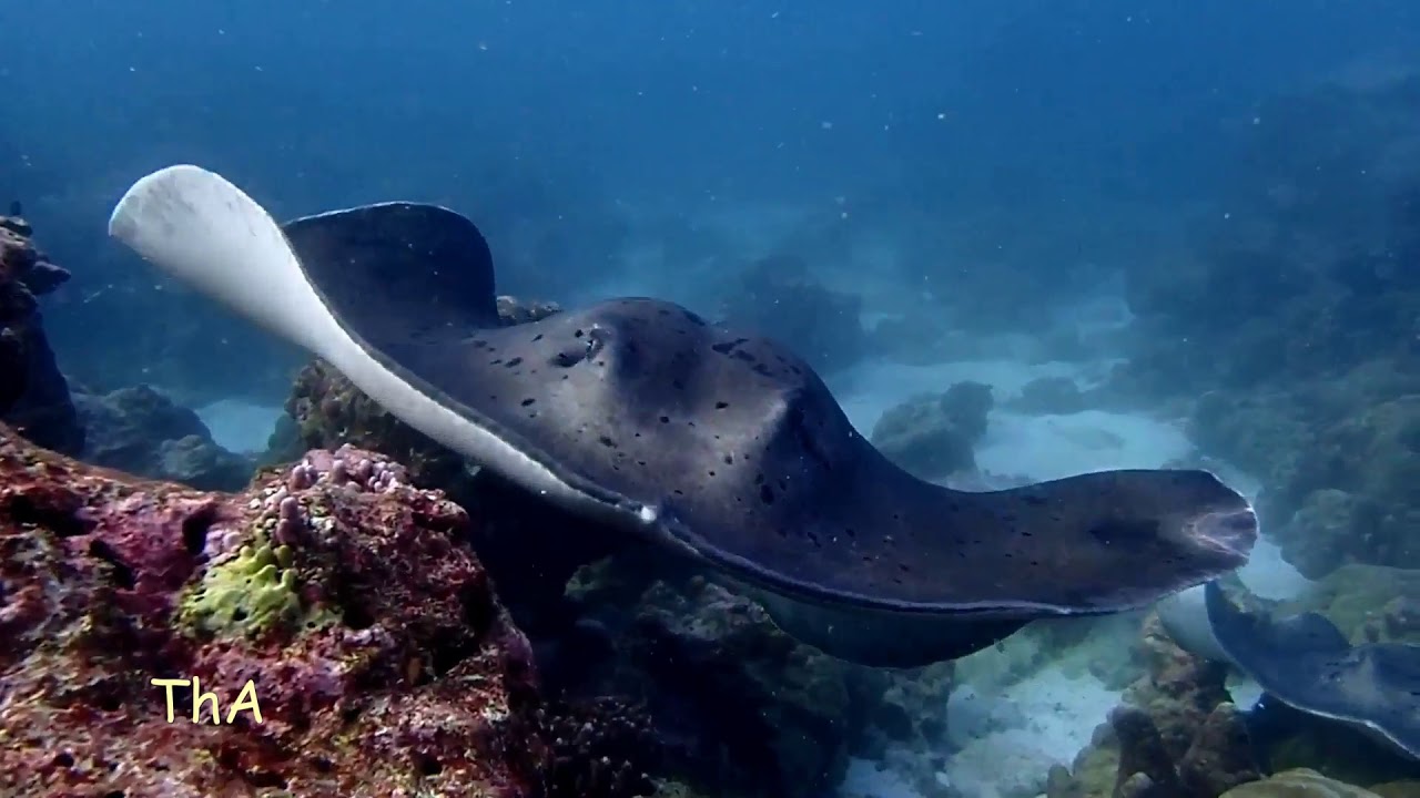 Taeniurops meyeni (Round ribbontail ray) - YouTube