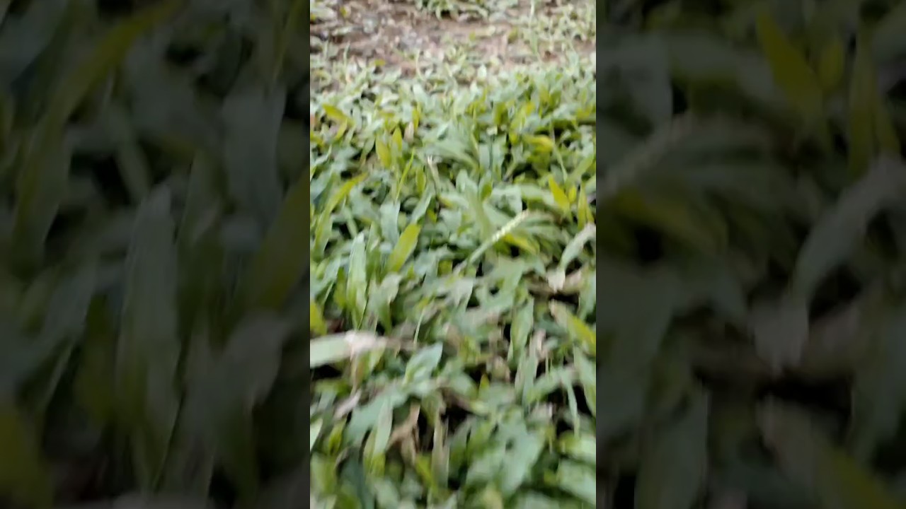 (olichukali)-Short film .Unni @short films - YouTube