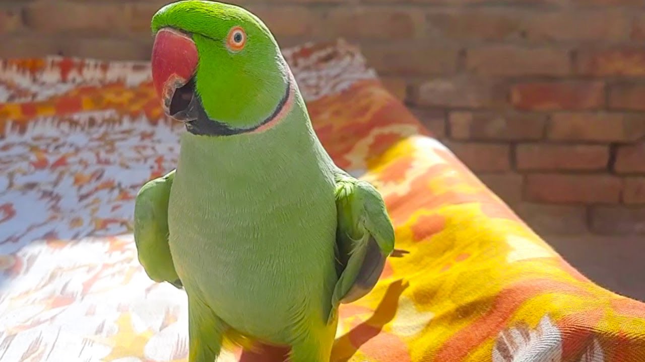 Einstein Is So An Energetic Green Ringneck Talking Parrot - YouTube