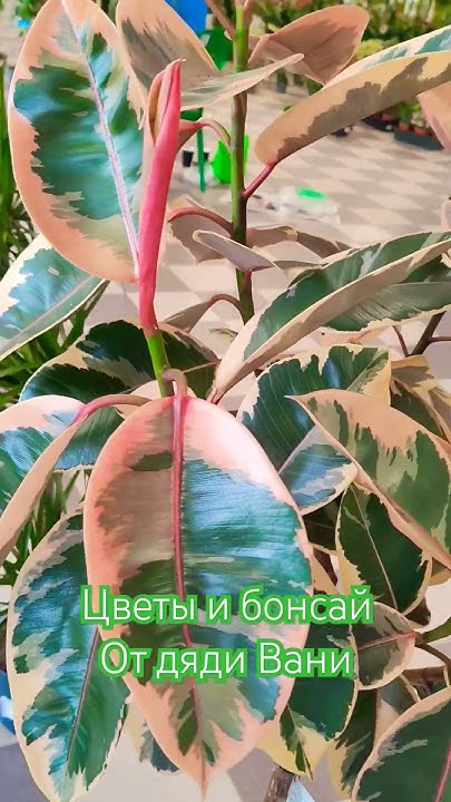 Фикус эластика Пинк Принцесс +79100092670 - YouTube