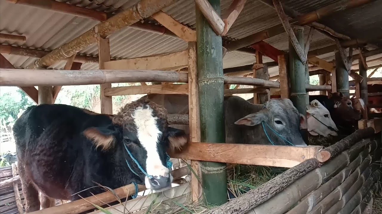 Sapi bakalan super calon jumbo di kandang bambu berkah sapi farm ...