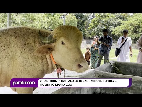 Bangladesh's viral ‘Trump’ buffalo dodges Eid sacrifice, lands in zoo | Paraluman News