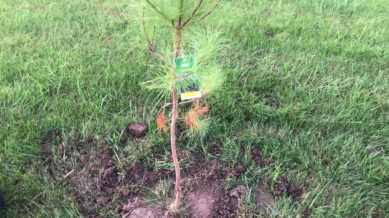 Loblolly Pine Tree Video & Information - YouTube