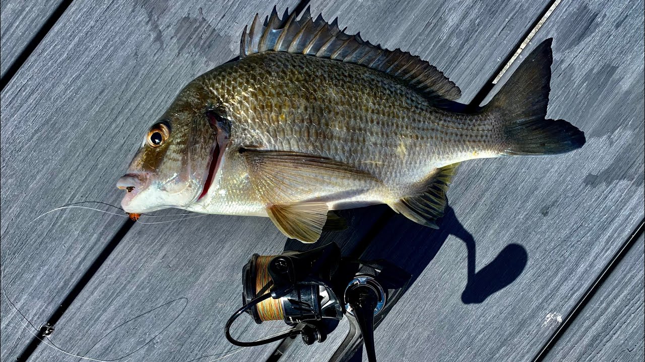 How To Catch Big Bream With Lures! - YouTube