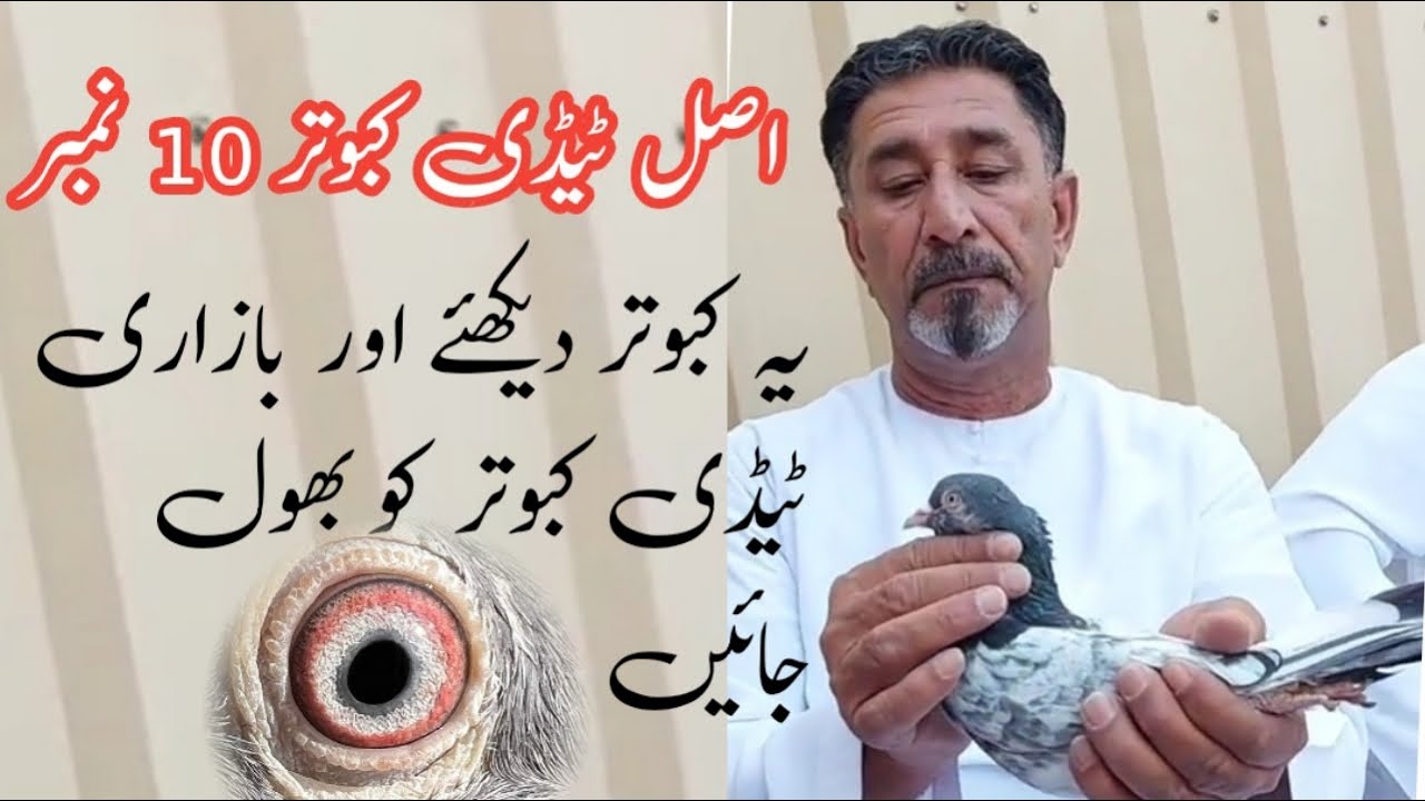 Teddy kabootar 10 number | kabootar wali video | kabootar bazi - YouTube