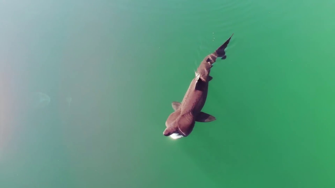 Basking shark in Lofoten/Vesterålen | North of Norway - YouTube