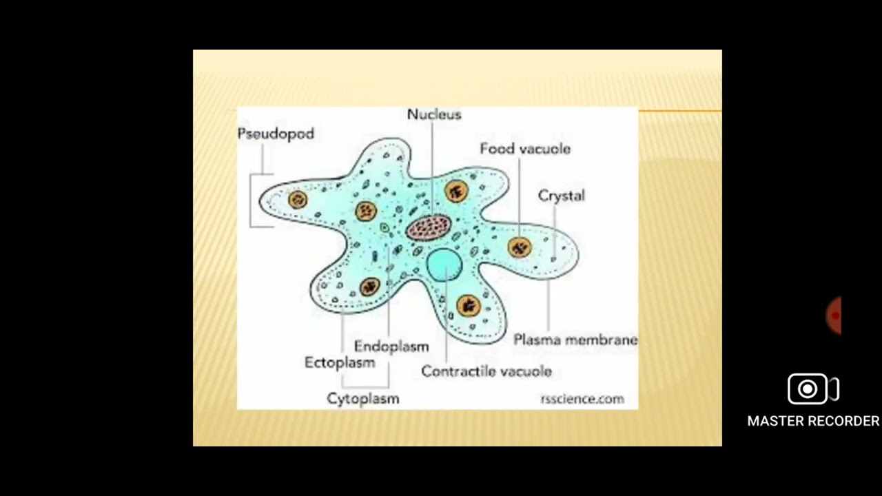 Zoology || FYBSc || Practical || phylum Protozoa - YouTube