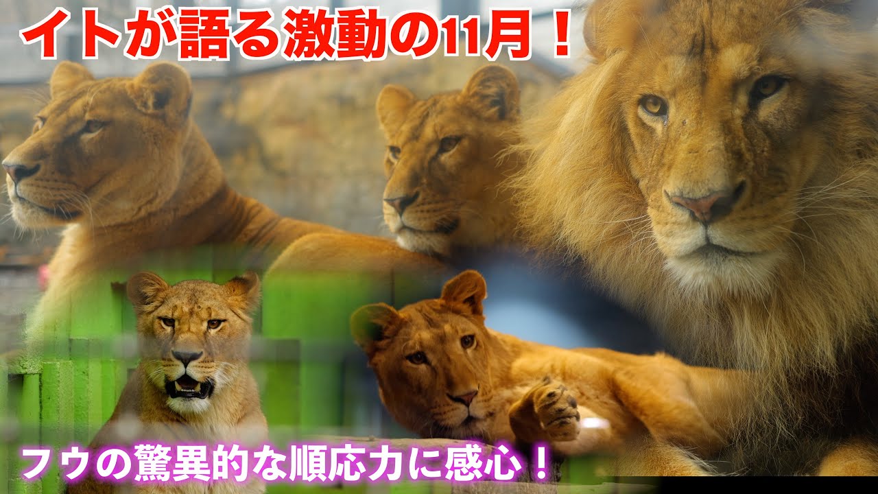 円山動物園のイトが語る！激動の11月とフウの順応力 オリトファミリー #オリト #イオ #フウ #レイ #イト Ito of Maruyama ...