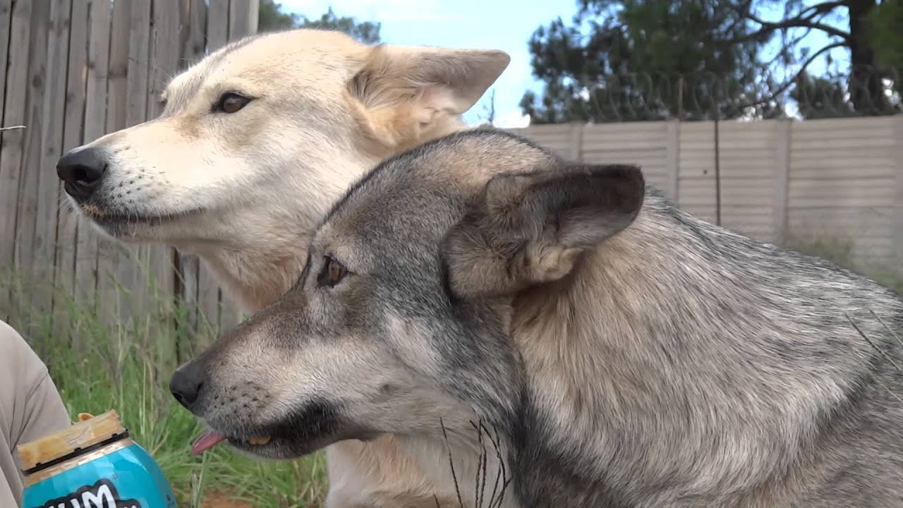 Can A Wolf Bark Like A Dog