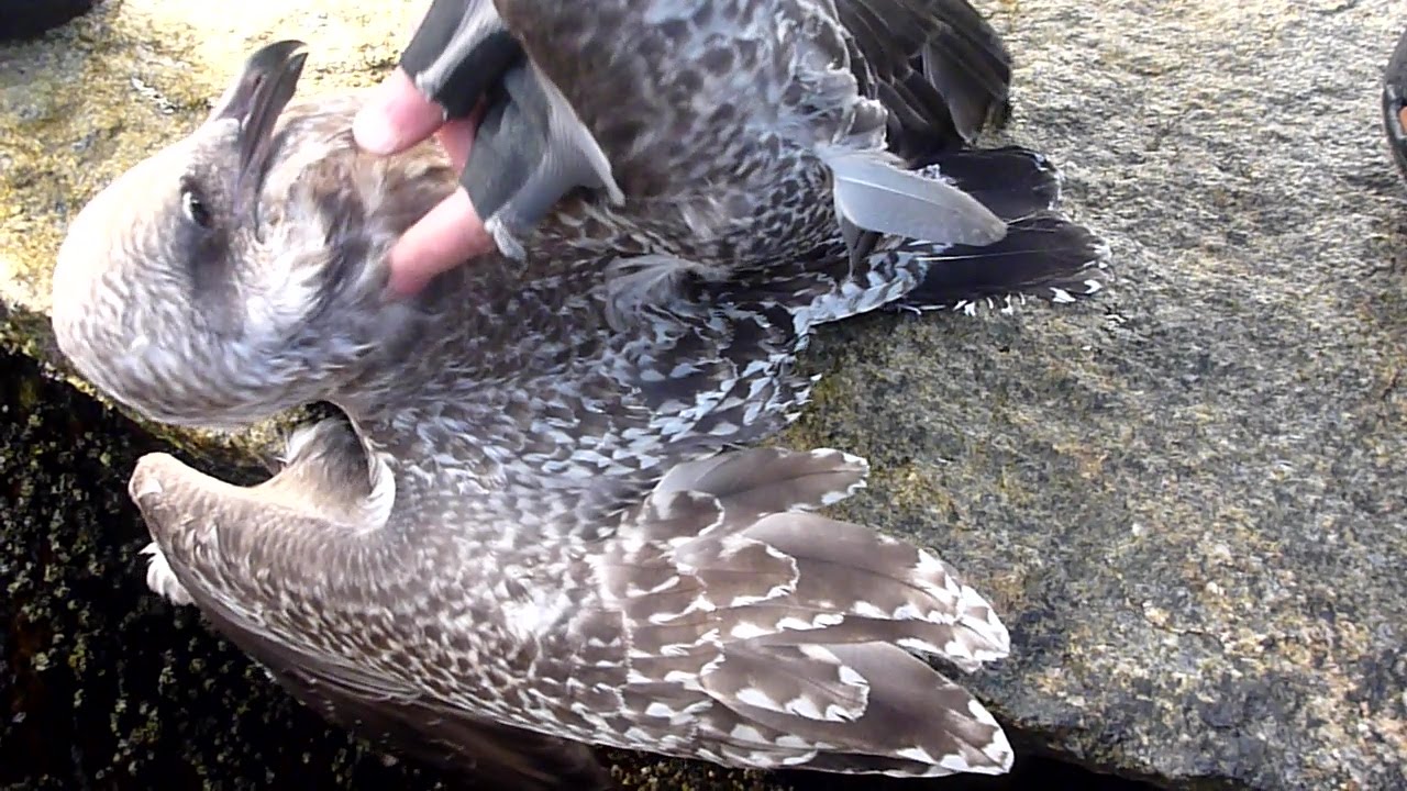 Old Man Snags A Seagull - YouTube