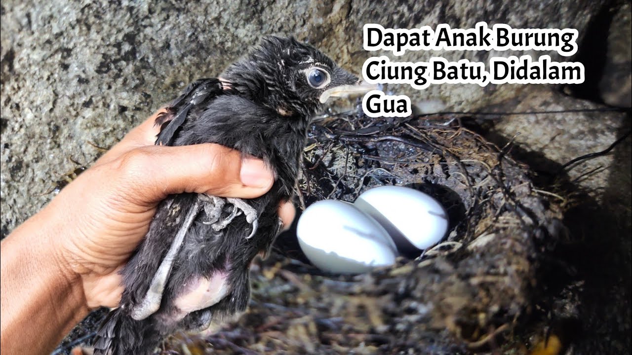 Penyelusuran Gua Walet Kedalaman 100M + - YouTube