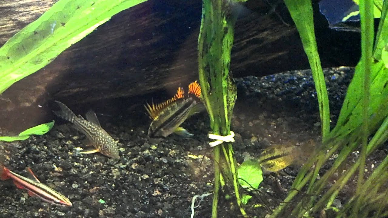 Apistogramma cacatuoides "Super Red" being pugnacious - YouTube