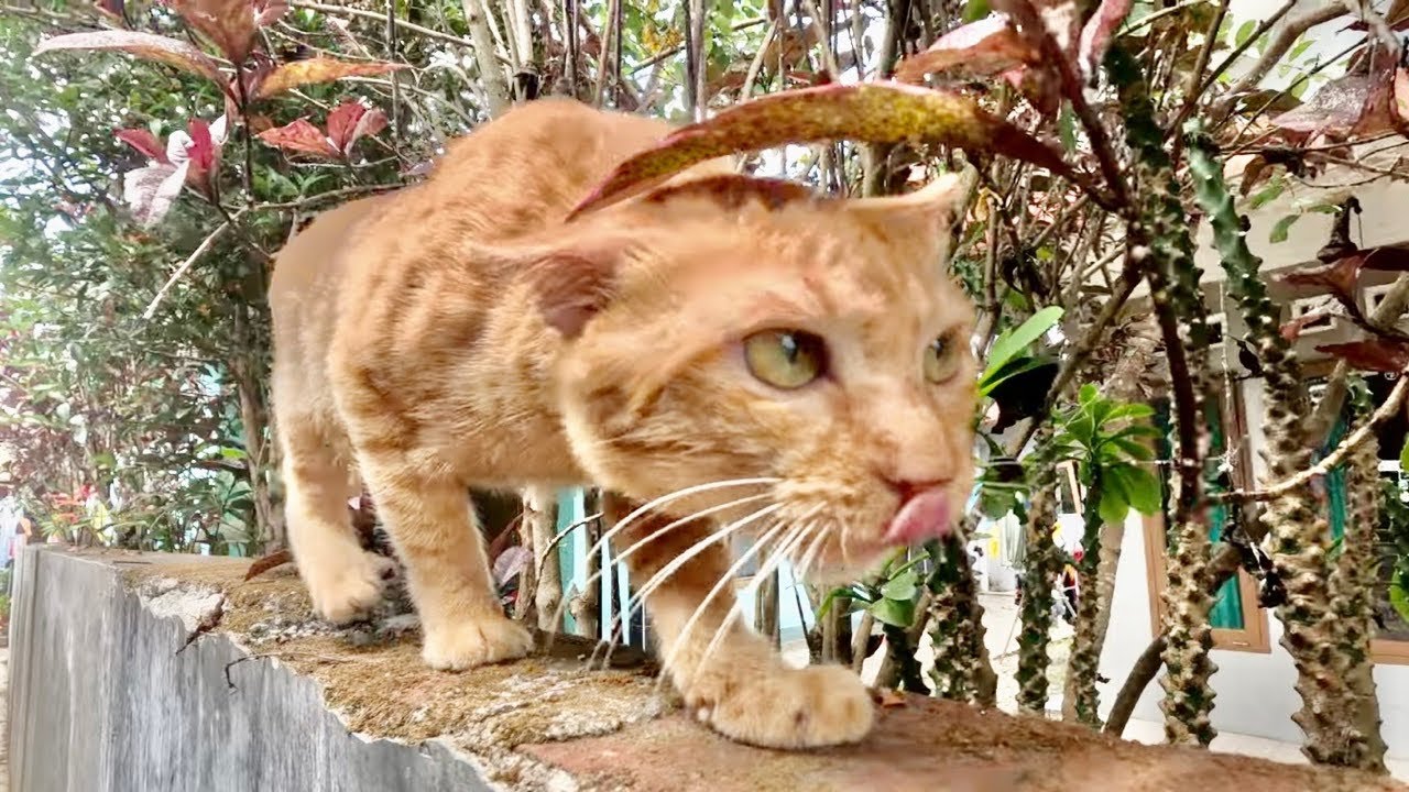 Cute Orange Cat Adventure Outside the House - YouTube