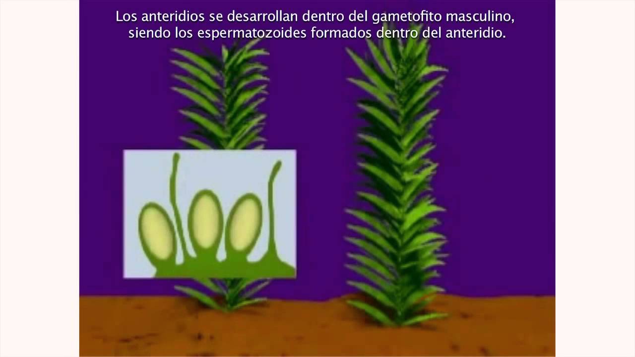 Ciclo De Vida Del Musgo Para Niños Ciclo De Vida De Los Musgos