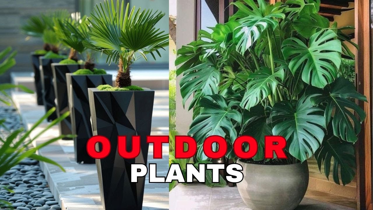 Outdoor Plants Designs To Suite Your Home - YouTube