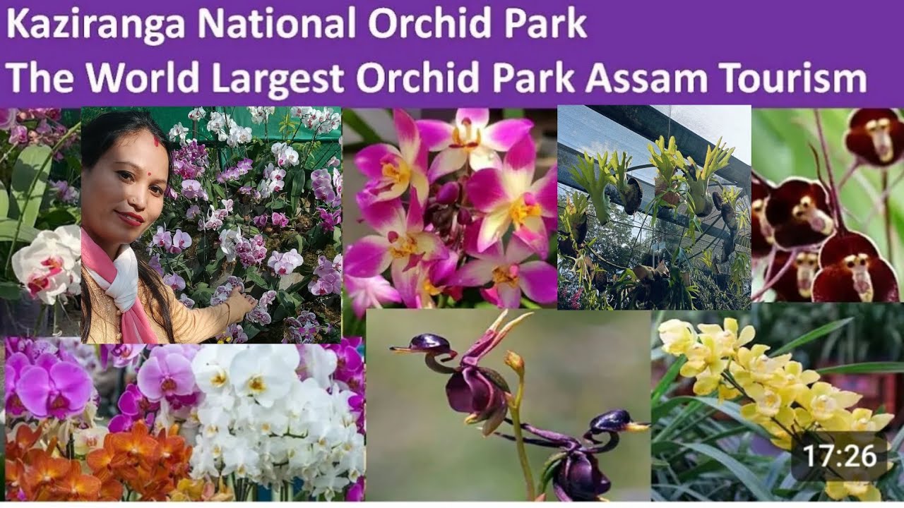 kaziranga national orchid Park,tha world largest orchid Park Assam ...