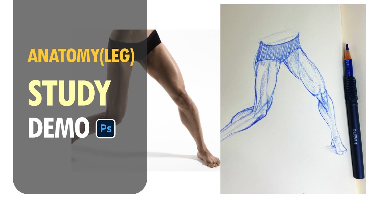 Anatomy(Leg) study - YouTube