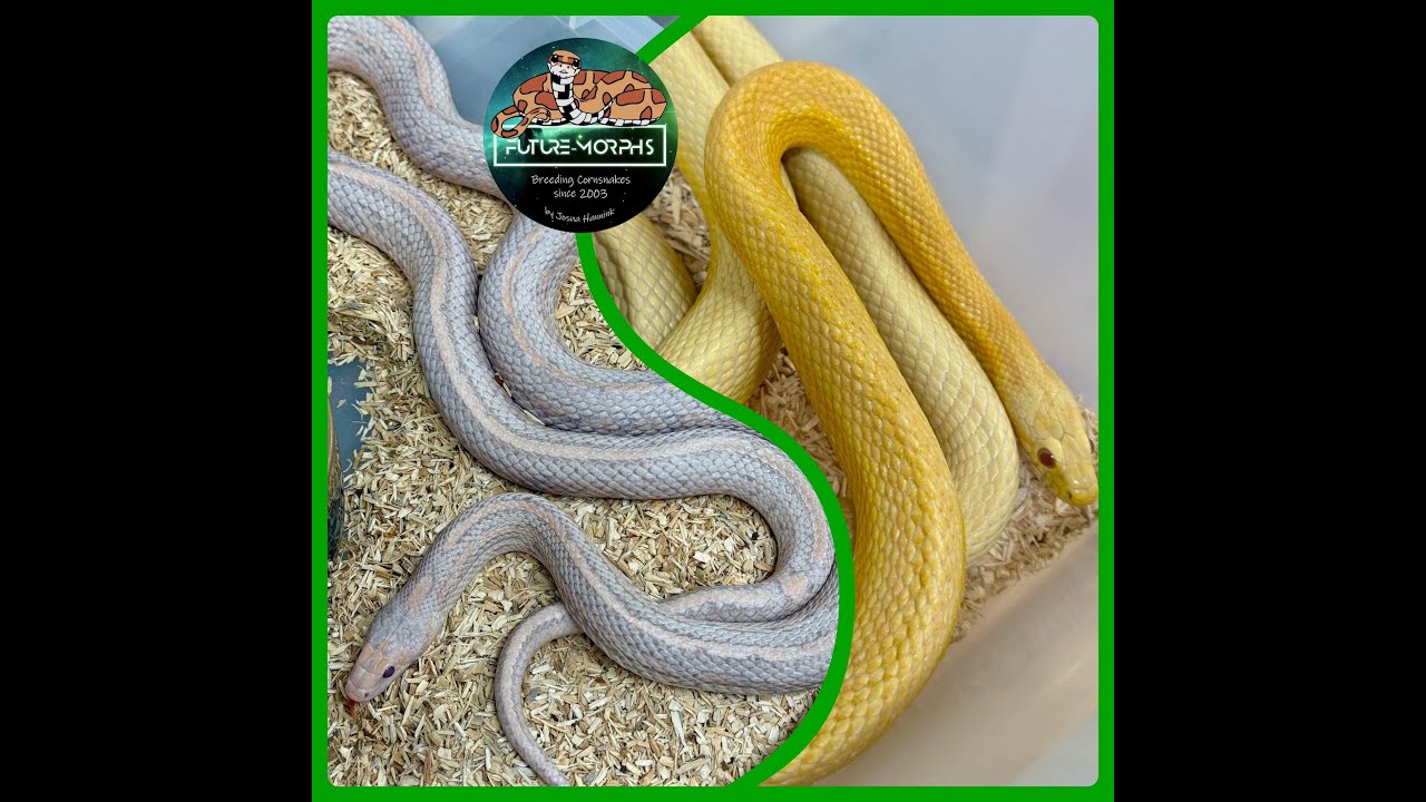 Clutch 114: (Small) Hypo Lavender Tessera Striped het. Butter combos ...