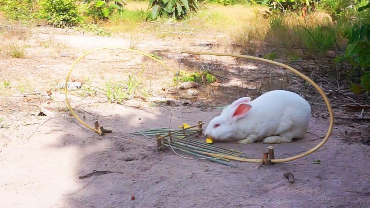 I am really proud of myself i can make Rabbit trap work 100% - YouTube