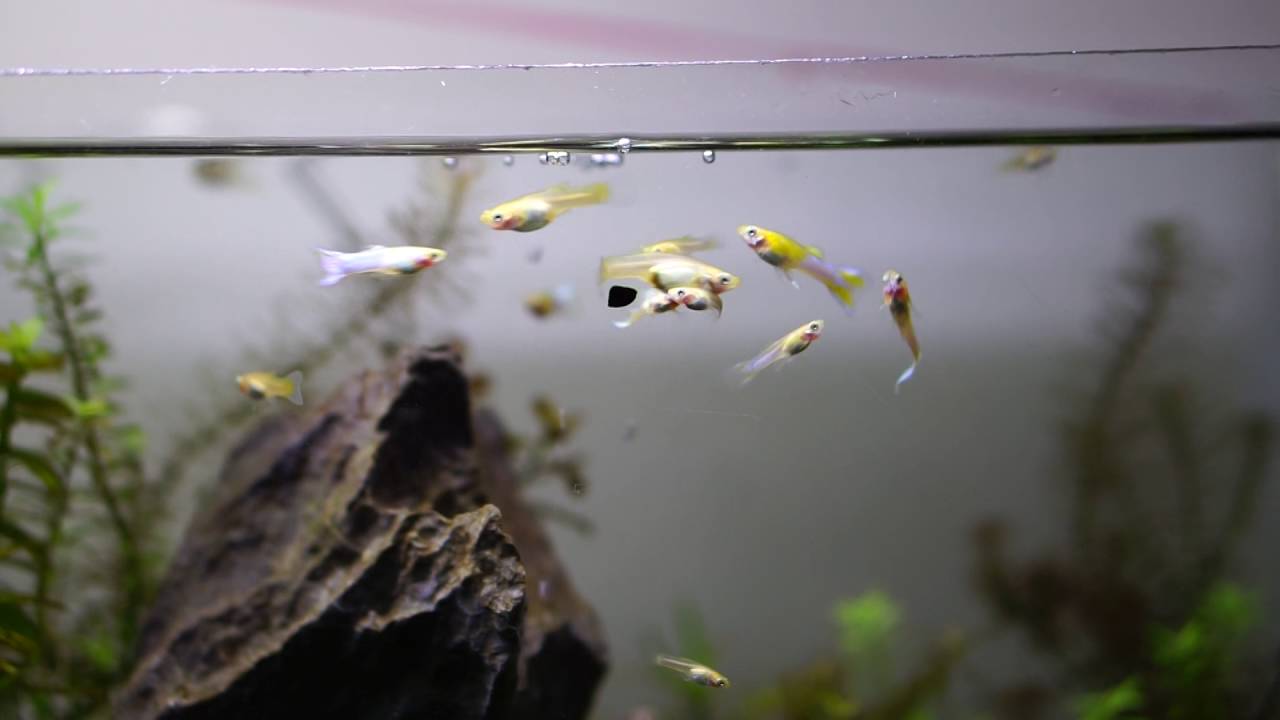 Endler golden blue japan - YouTube