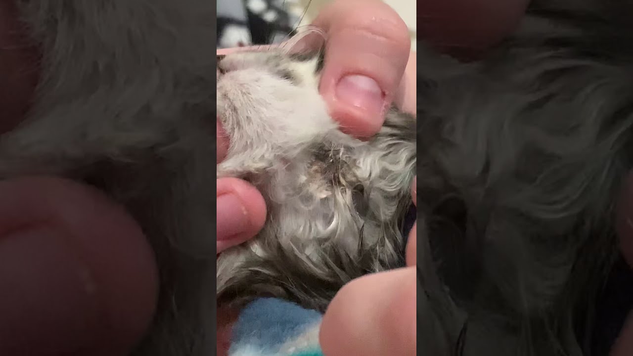 Botfly in foster kitten’s neck - YouTube