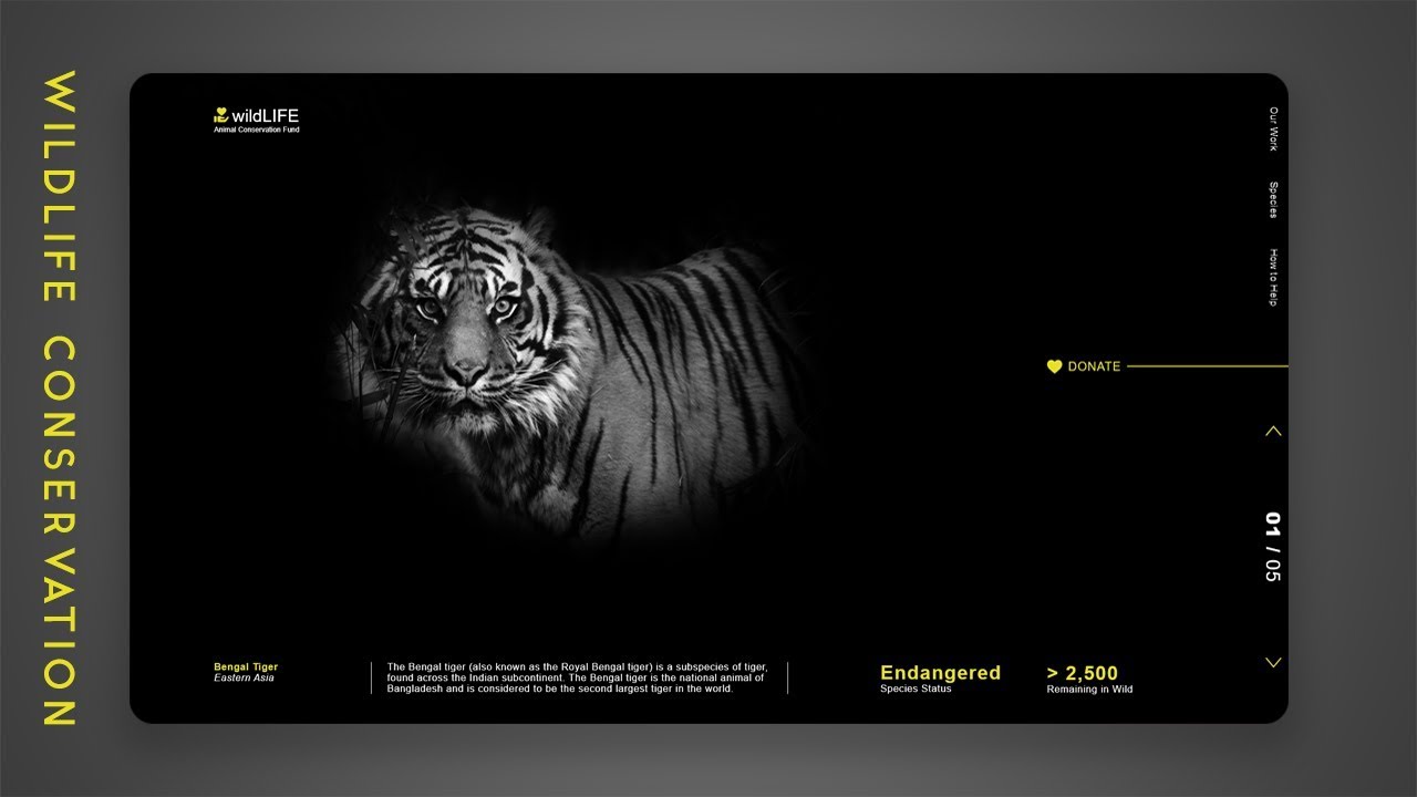wildLIFE Animal Conservation Fund | Website Design UI Concept - YouTube